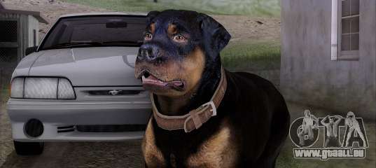 Rottweiler from GTA 5 für GTA San Andreas